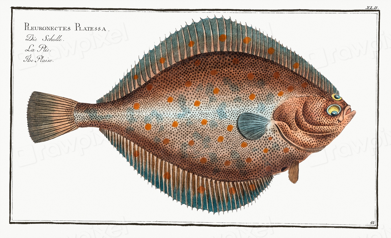 Plaise (Pleuronectes Platessa) Ichtylogie, ou | Free Photo Illustration ...