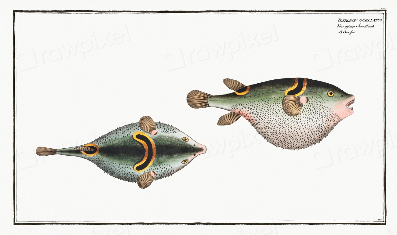 Eyespot puffer (Tetrodon ocellatus) Ichtylogie | Free Photo ...