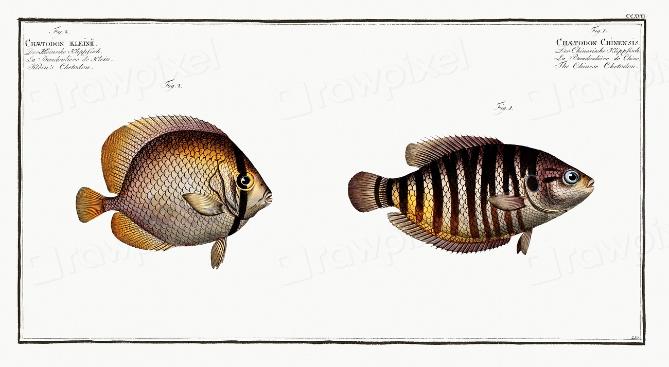 1. Chinese Chetodon (Chaetodon Chinensis) | Free Photo Illustration ...