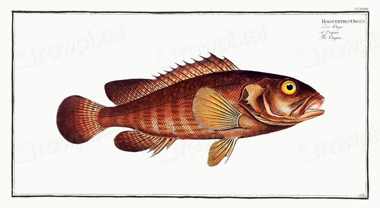 Ongoe (Holocentrus ongus) Ichtylogie, ou | Free Photo Illustration ...