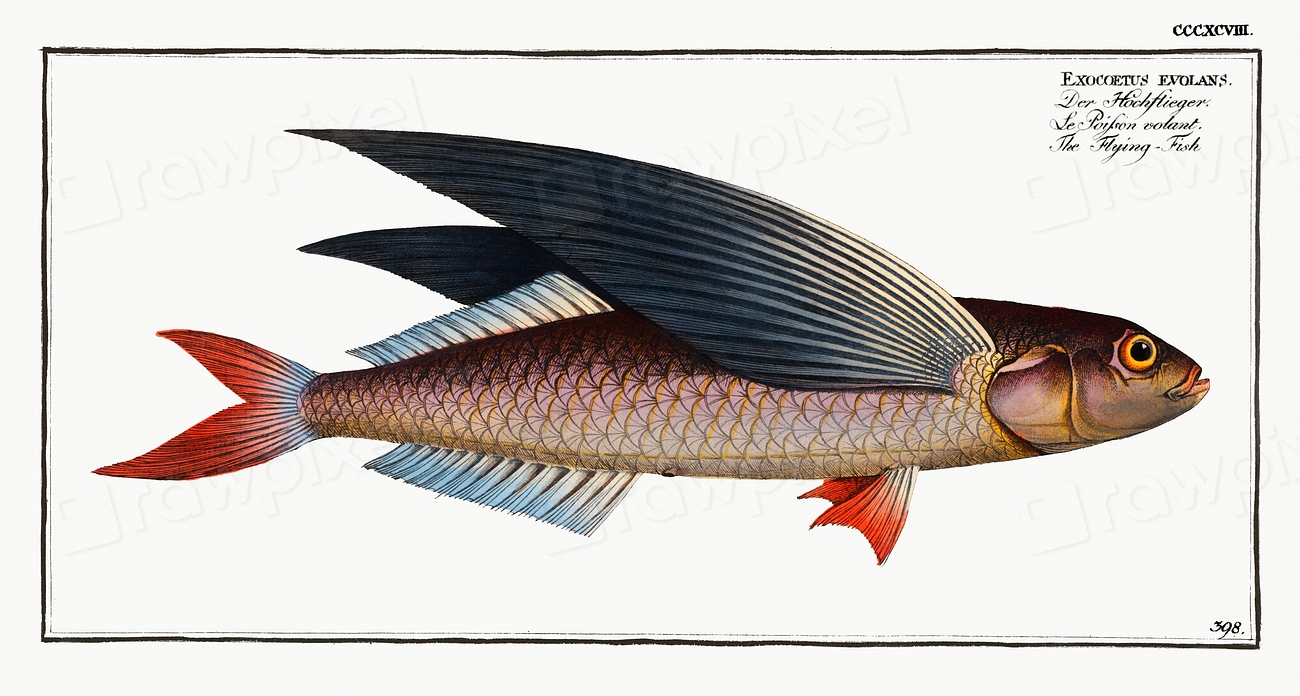 Flying-Fish (Exocoetus evolans) from Ichtylogie, | Free Photo ...