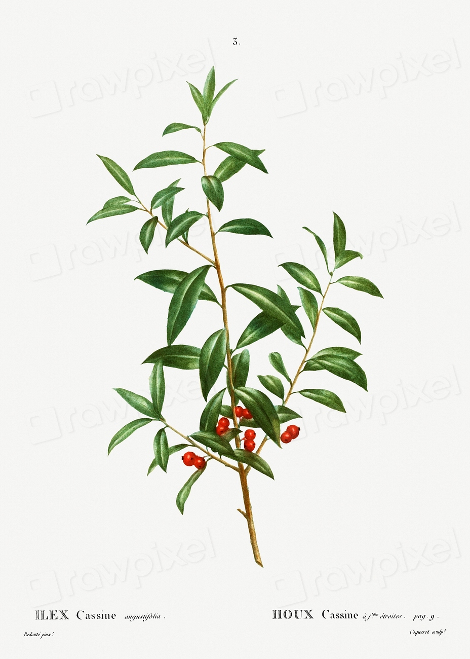 Alabama dahoon (Ilex Cassine angustifolia) | Free Photo Illustration ...