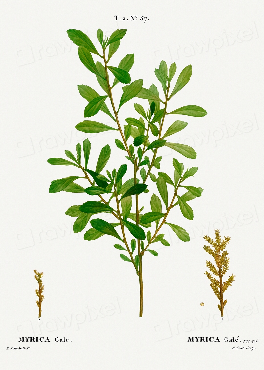 Bog-myrtle, Myrica gale Traité des | Free Photo Illustration - rawpixel