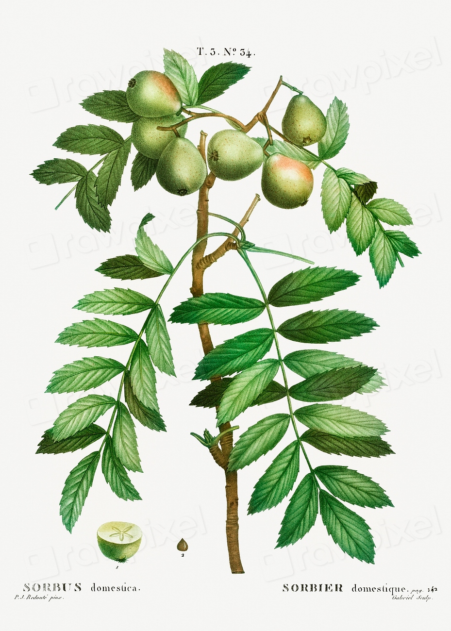 Sorb tree (Sorbus domestica) Traité | Free Photo Illustration - rawpixel