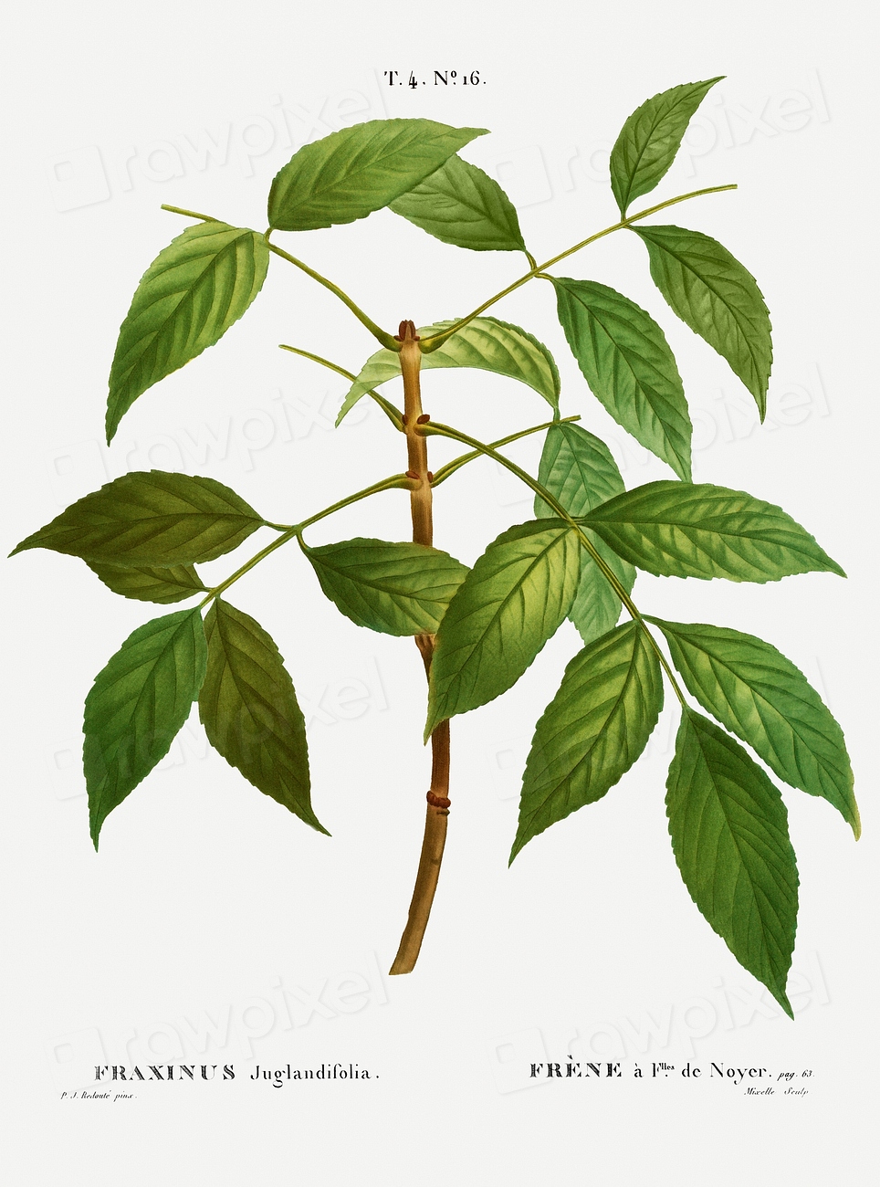 American ash, Fraxinus juglandifolia Traité | Free Photo Illustration ...