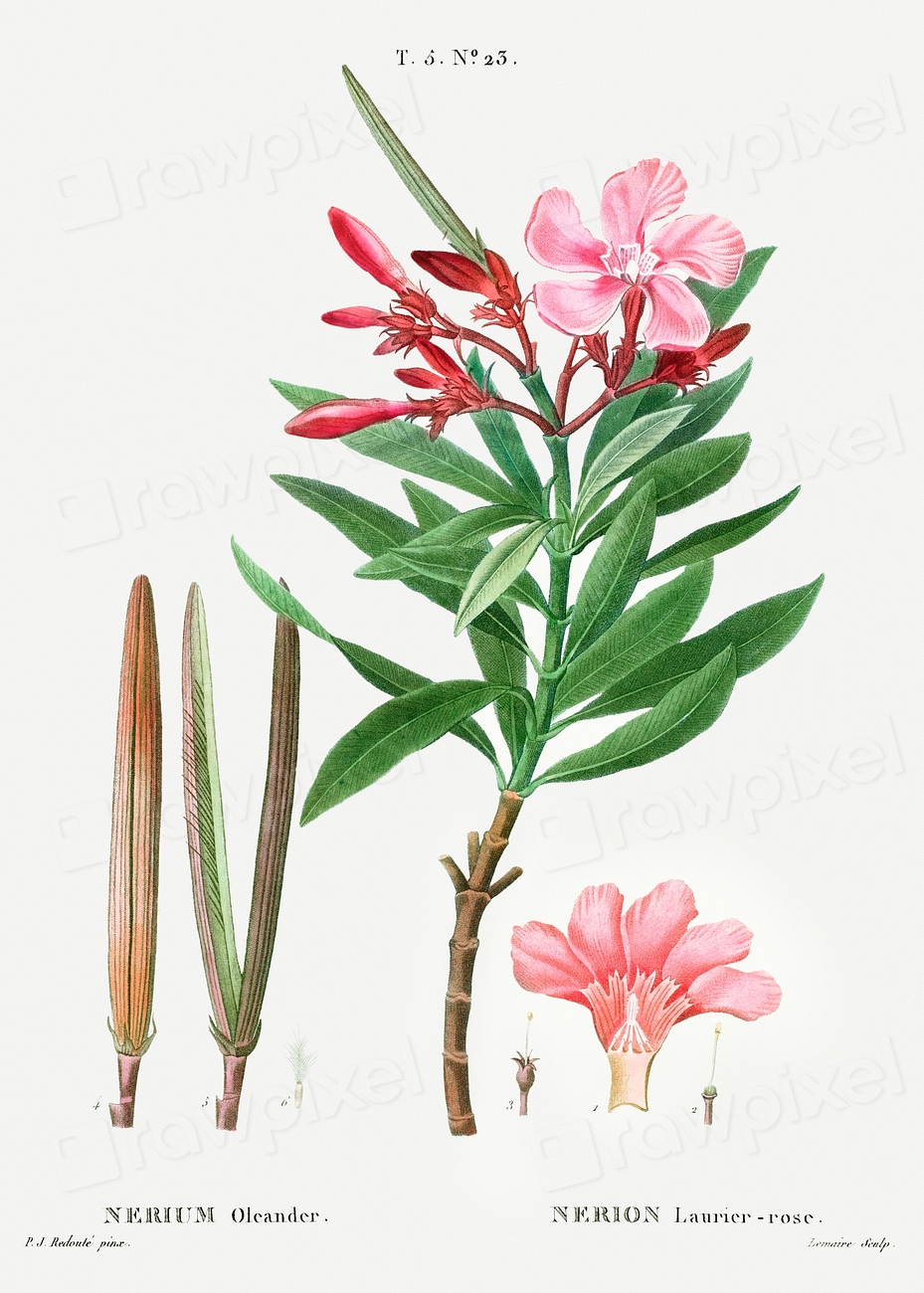 Oleander (Nerium oleander) Traité des | Free Photo Illustration - rawpixel