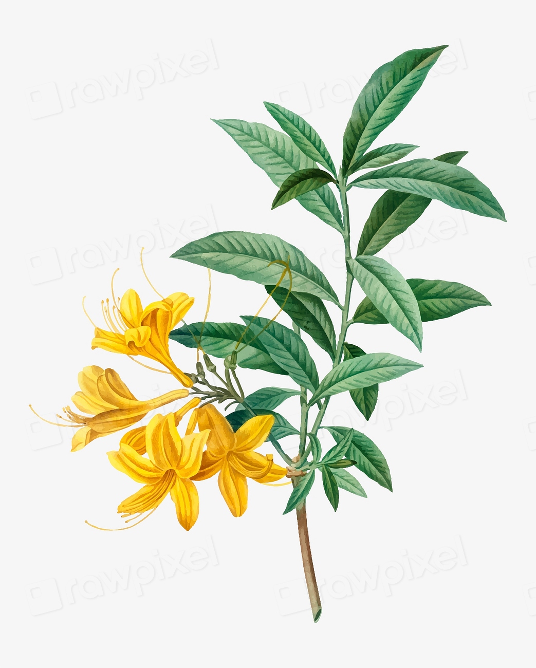 Vintage blooming yellow Azalea vector | Premium Vector Illustration ...