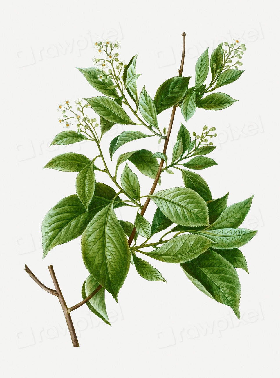 Vintage American bittersweet plant illustration | Premium PSD - rawpixel