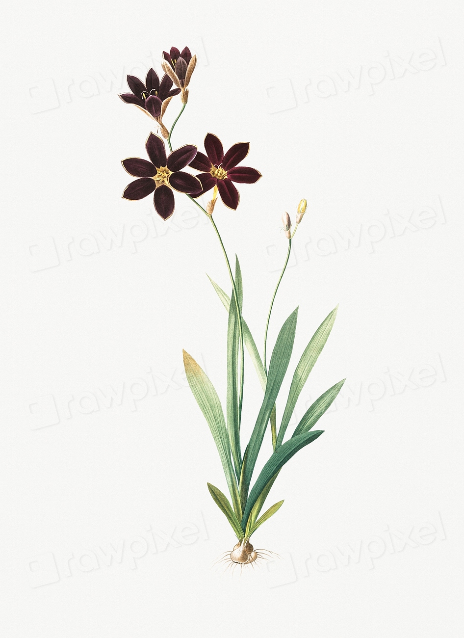 Vintage Illustration of Ixia grandiflora | Premium PSD - rawpixel