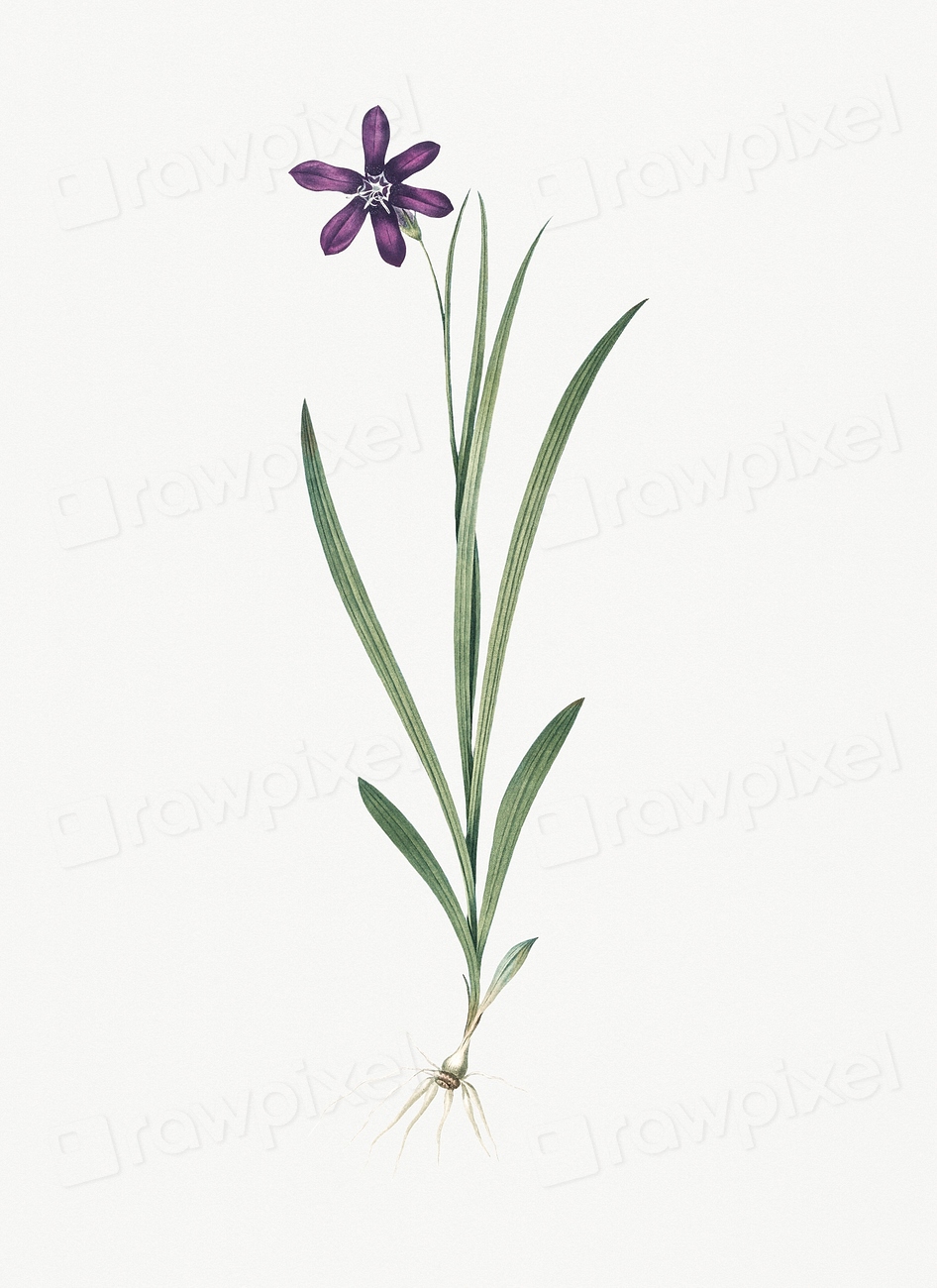Vintage Illustration of Ixia grandiflora | Premium PSD - rawpixel