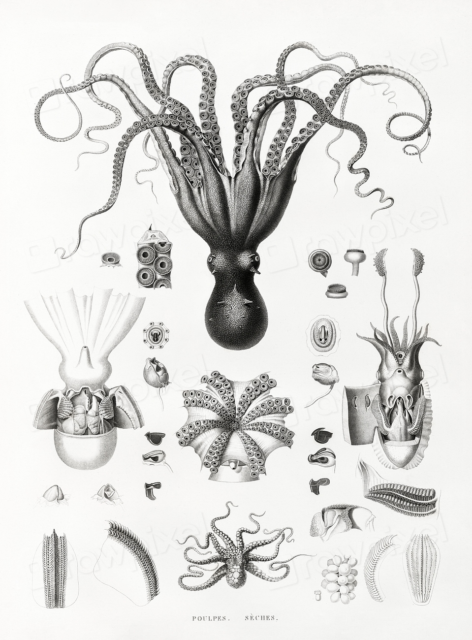 Octopuses illustrated Edme François Jomard | Free Photo Illustration ...