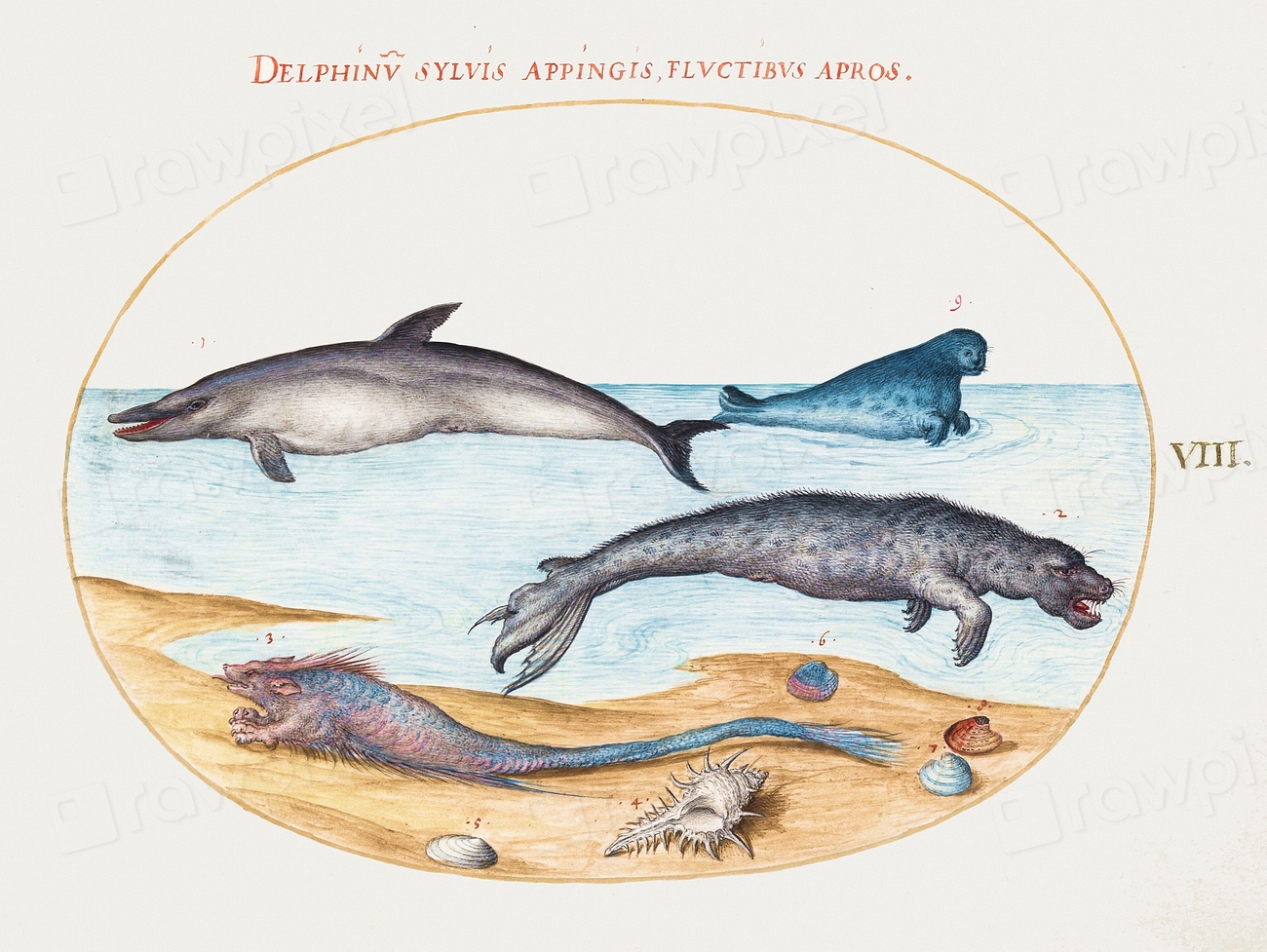 Dolphin, Seals, Brethmechin Shell (1575–1580) | Free Photo Illustration ...