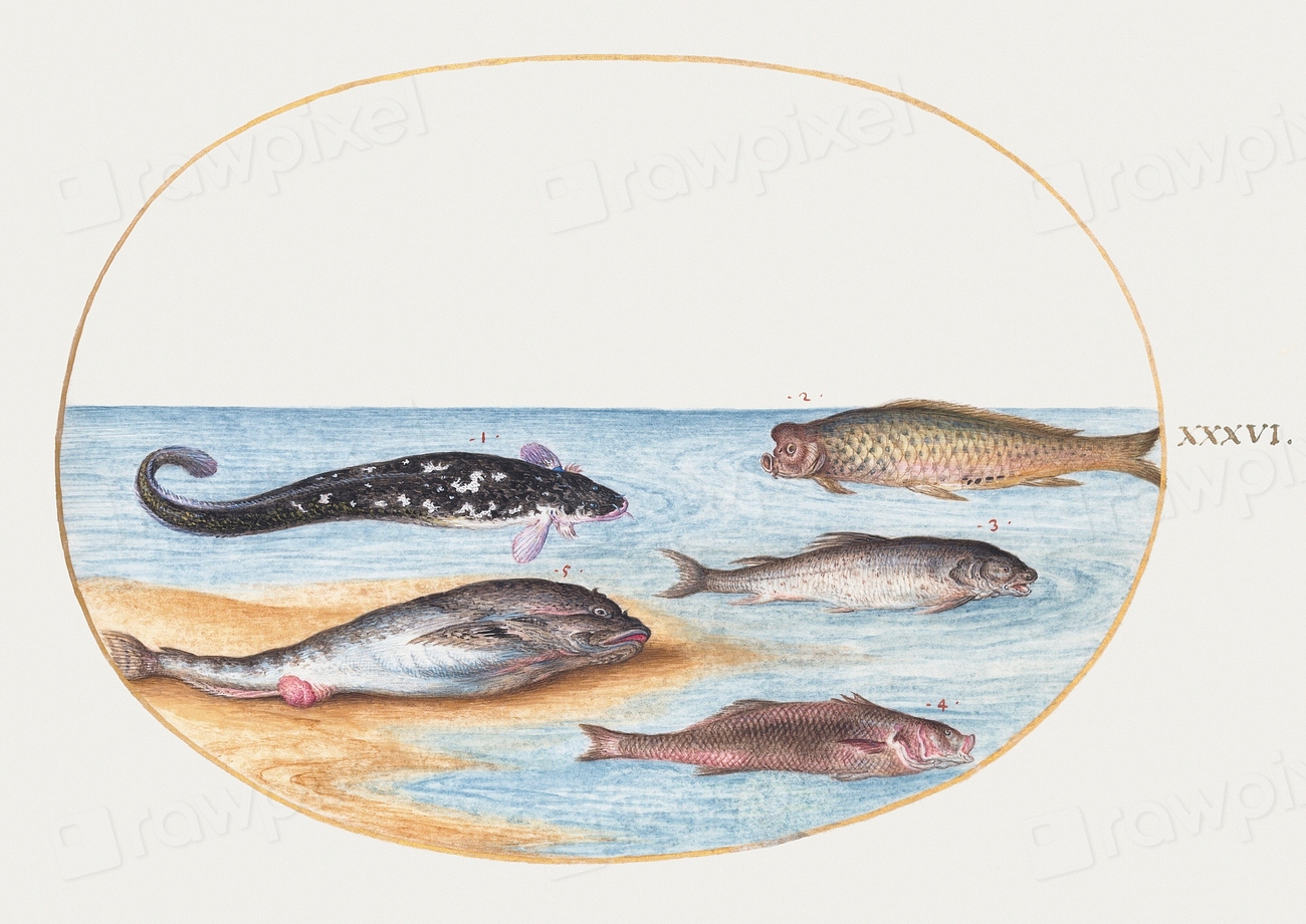 Five Fish, Including Carp (1575–1580) | Free Photo Illustration - rawpixel