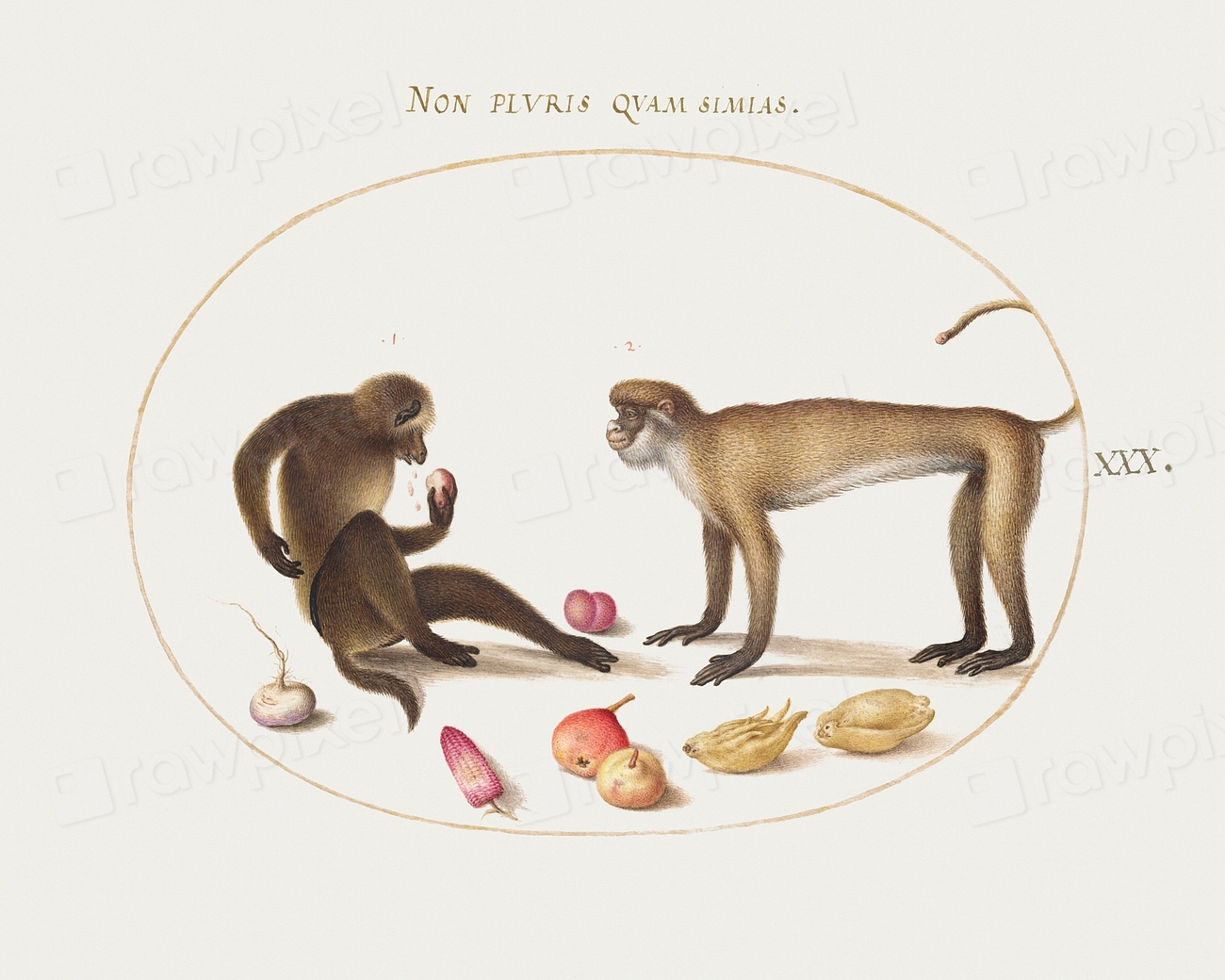 Two Monkeys (1575–1580) painting in high | Free Photo Illustration ...