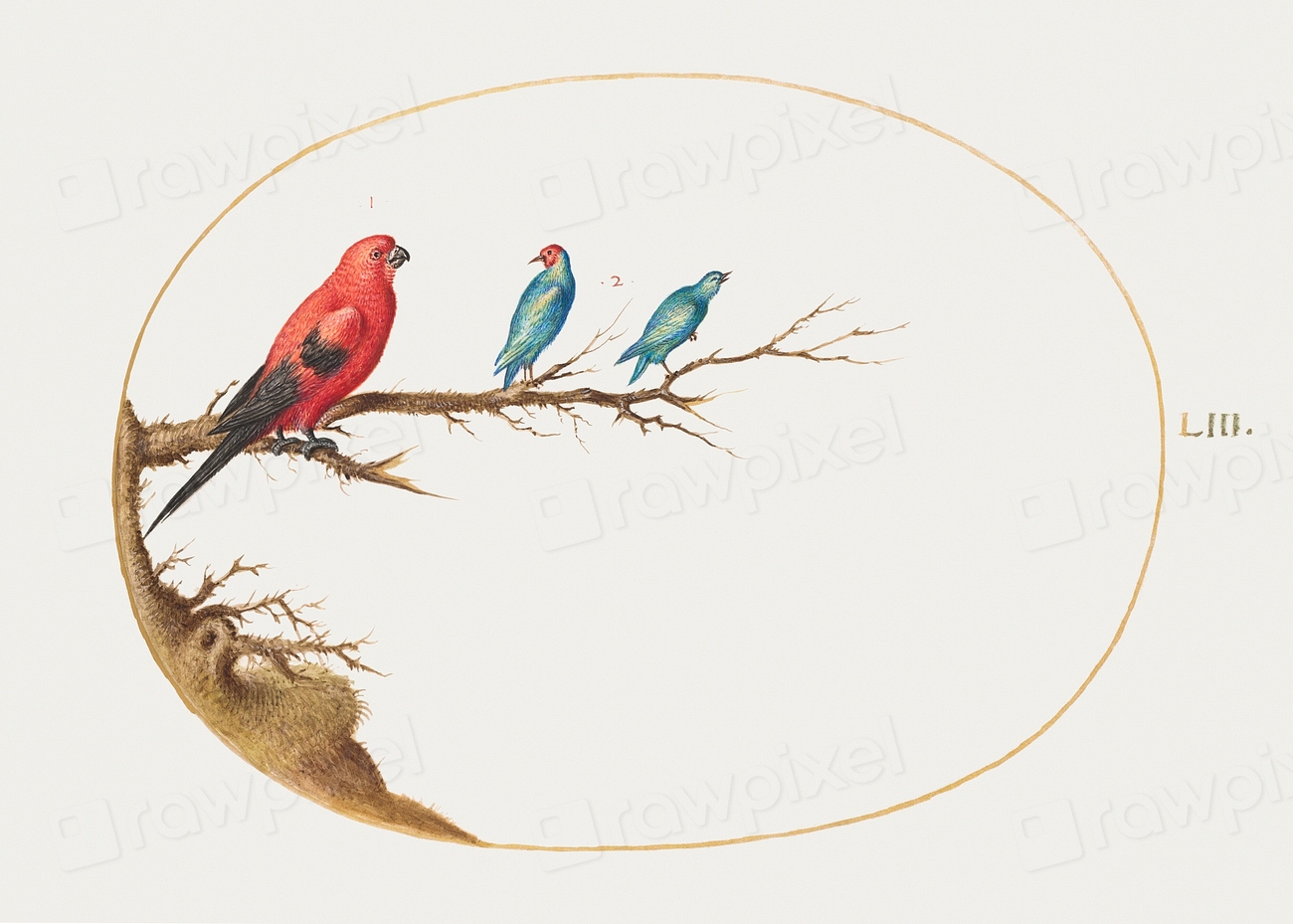 Three Brightly Colored Birds (1575–1580) | Free Photo Illustration ...