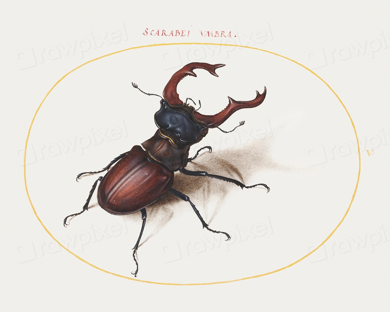 Stag Beetle (1575–1580) painting high | Free Photo Illustration - rawpixel
