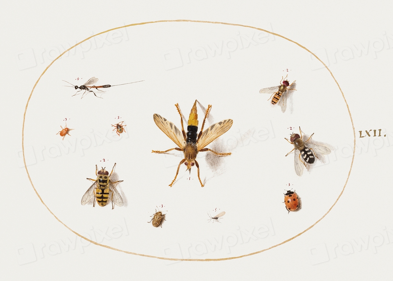 Ten Insects (1575–1580) painting high | Free Photo Illustration - rawpixel