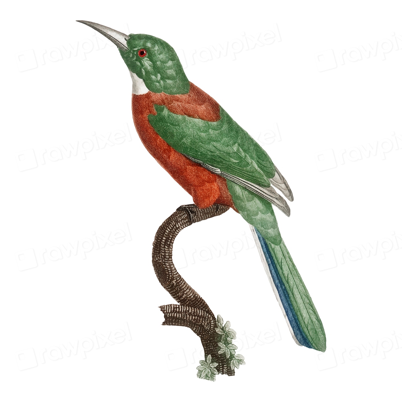 Vintage bird illustration | Premium Vector Illustration - rawpixel