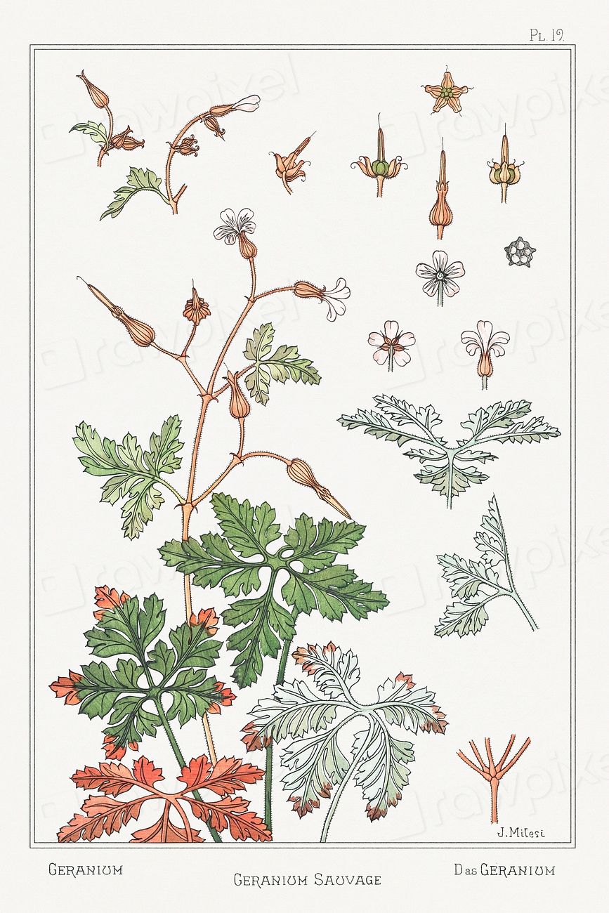 Vintage geranium flower parts design | Premium PSD - rawpixel