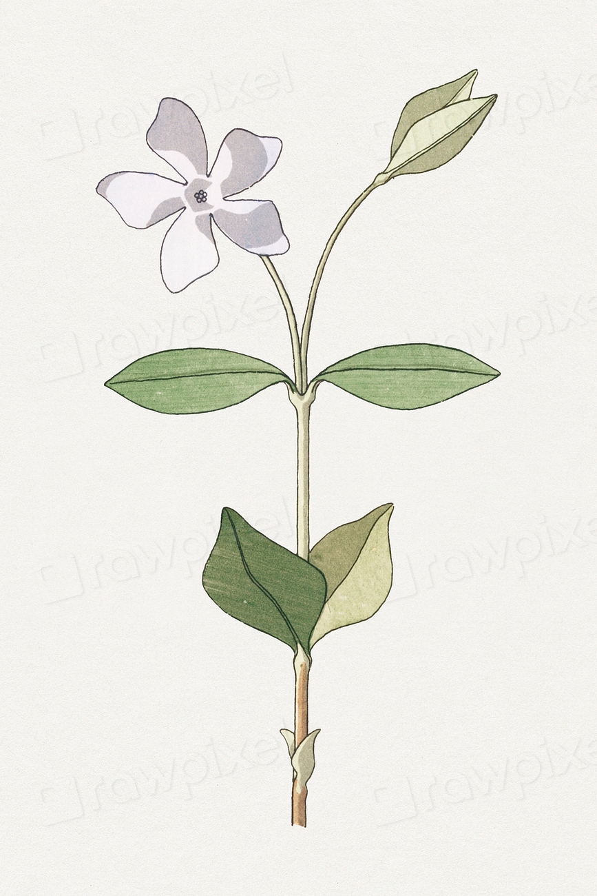 Vintage periwinkle flower design element | Premium Photo Illustration ...