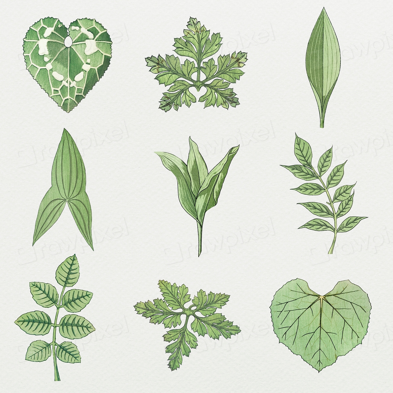 Vintage leaf set design element | Premium PSD - rawpixel