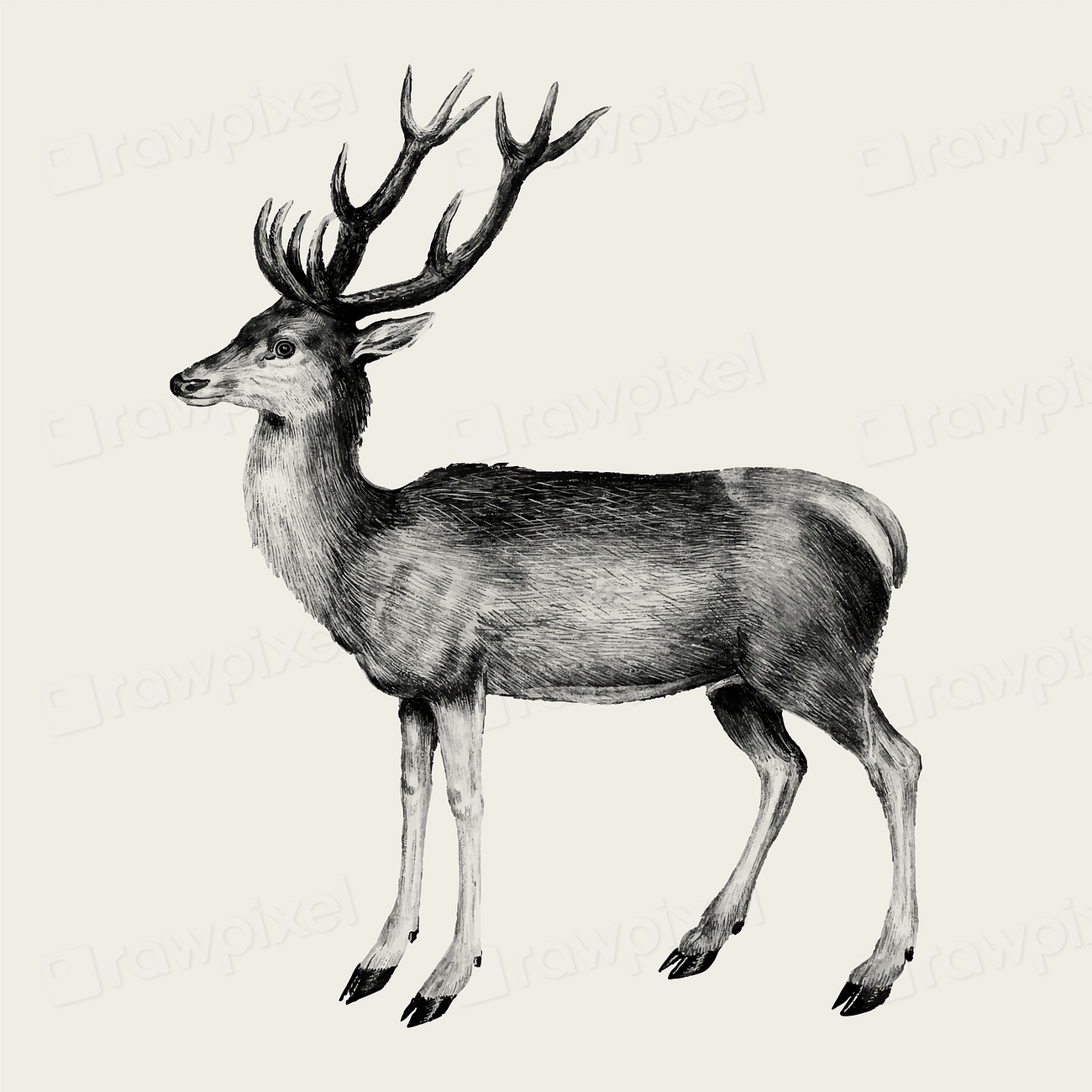 Vintage deer illustration in vector | Premium Vector Illustration ...