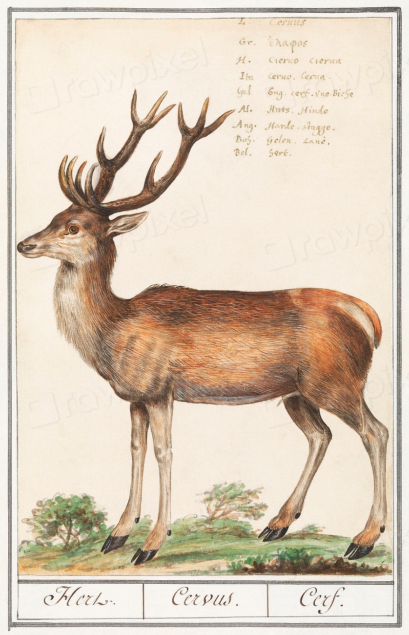 Deer, Cervidae (1596–1610) Anselmus Boëtius | Free Photo Illustration ...