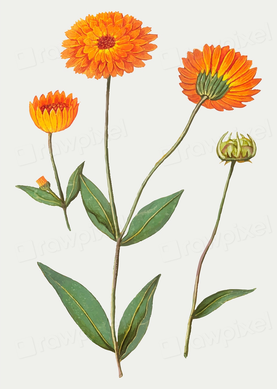 Vintage marigold flower illustration vector | Premium Vector ...