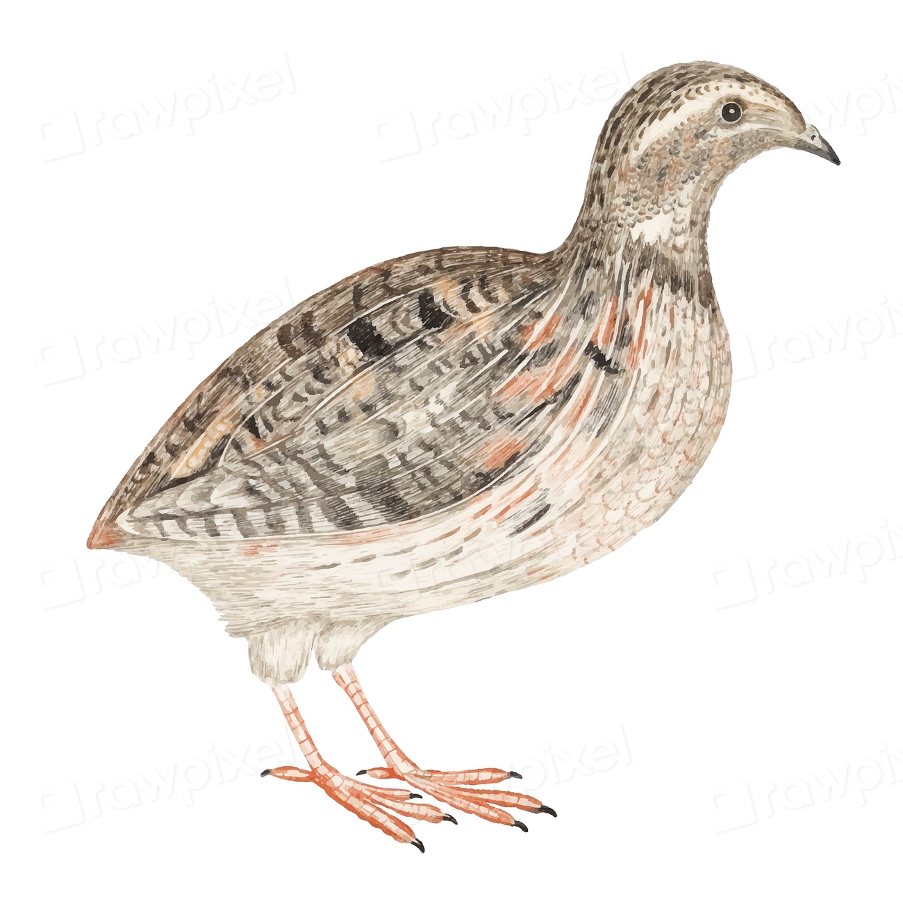 A Quail by Johan Teyler | Premium Vector Illustration - rawpixel
