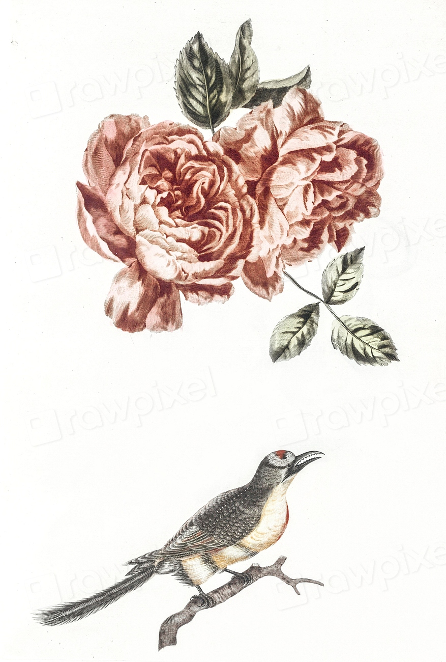 Two roses and bird Johan | Free Photo Illustration - rawpixel