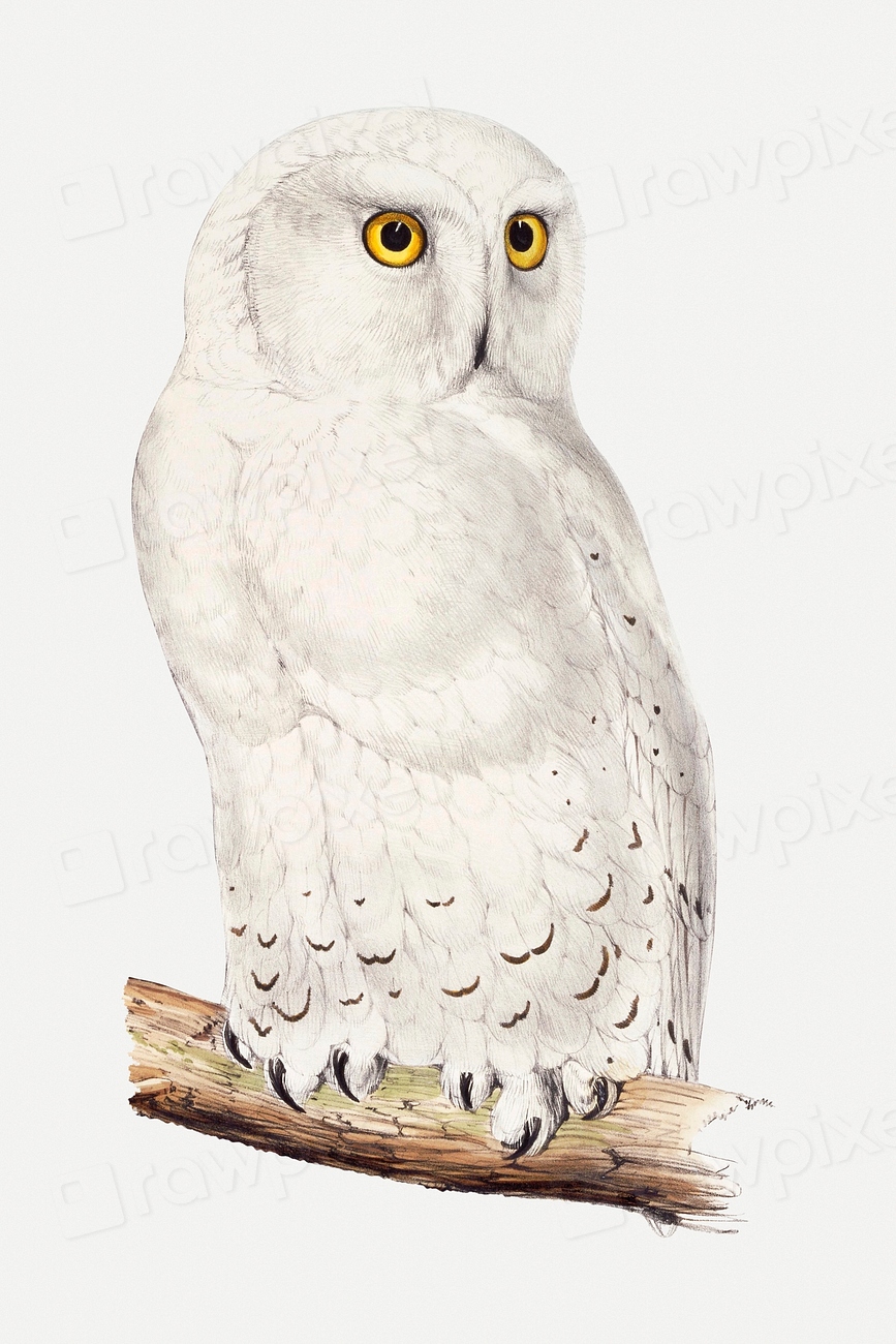 Snowy owl animal art print, | Free Photo Illustration - rawpixel