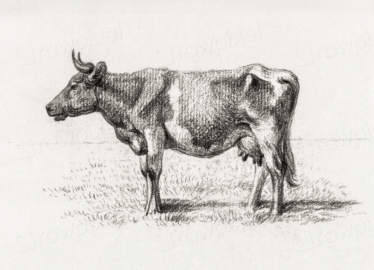 Standing cow Jean Bernard (1775-1883) | Free Photo Illustration - rawpixel
