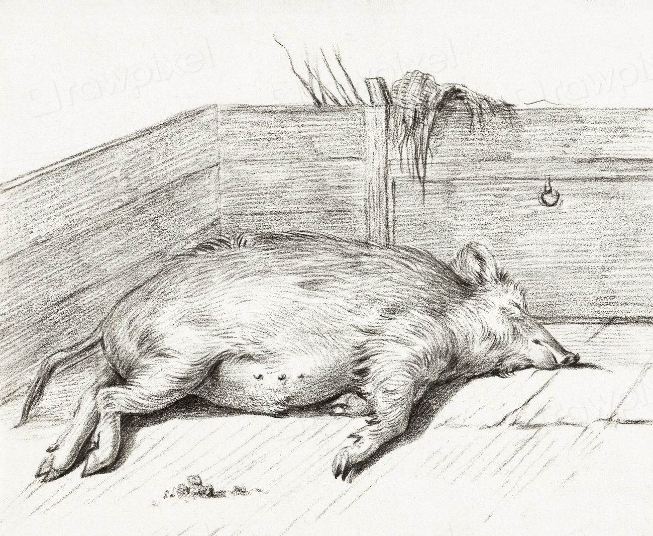 Lying pig, corner loft (1812) | Free Photo Illustration - rawpixel