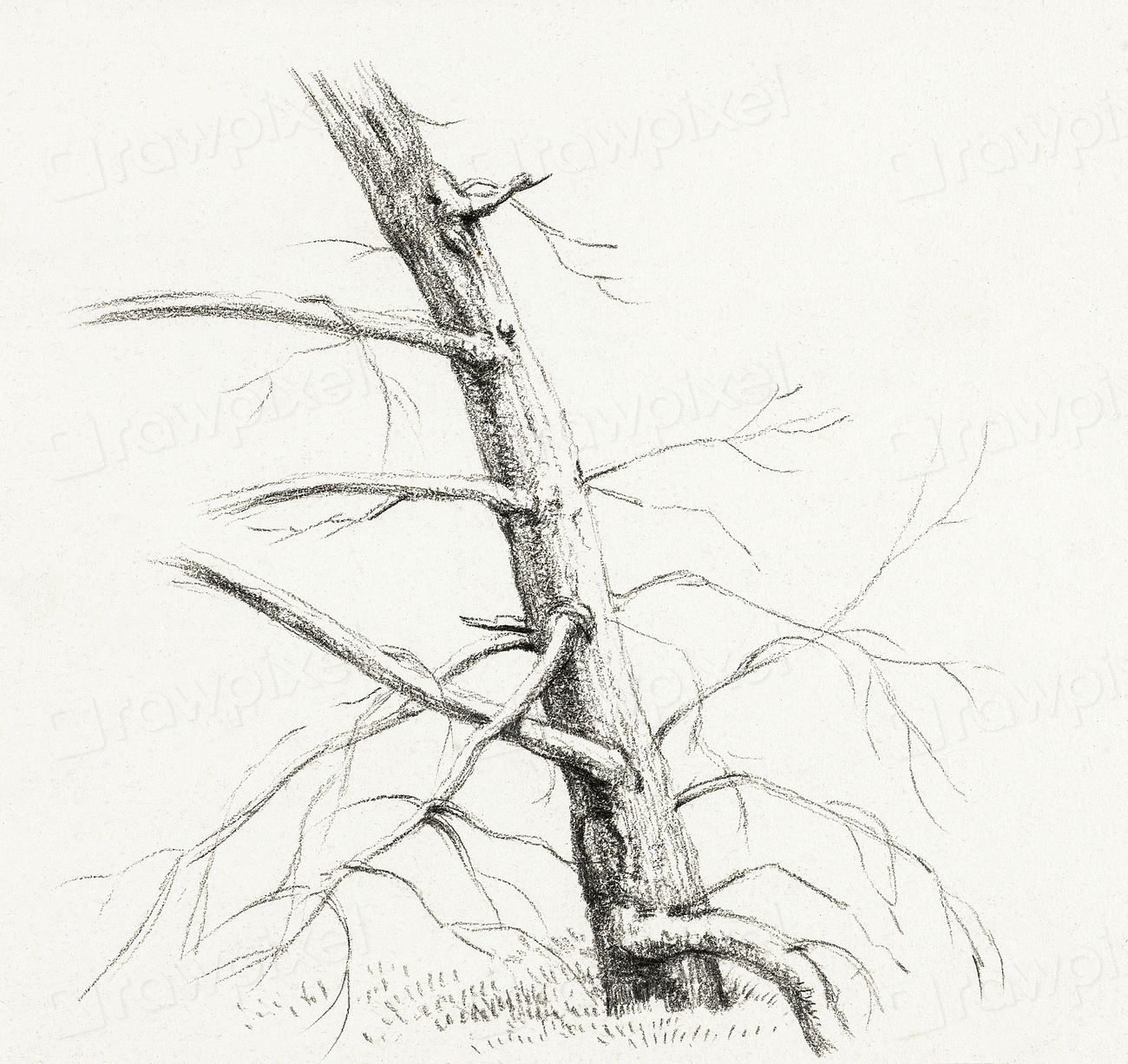 Study tree (1816) Jean Bernard | Free Photo Illustration - rawpixel