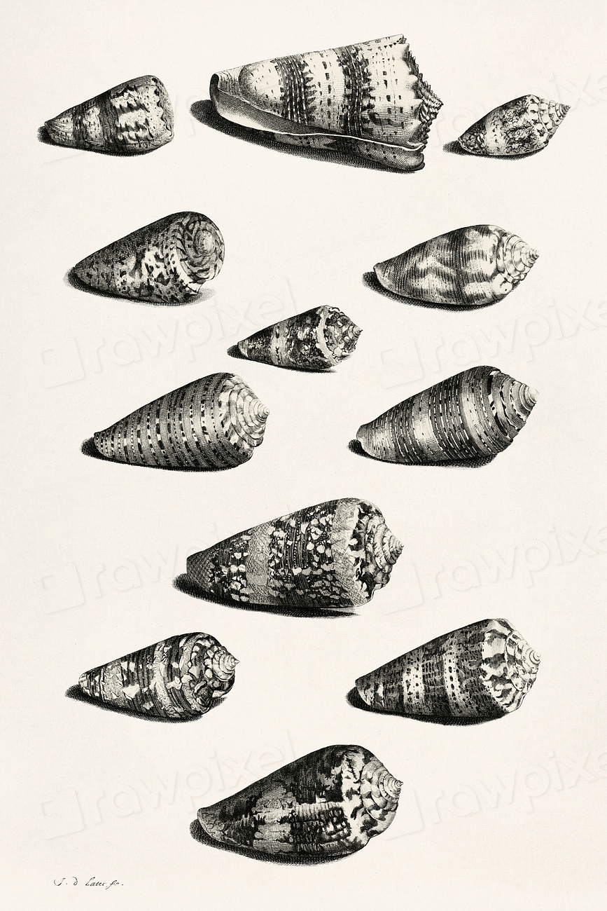 Twelve shells various snail species | Premium PSD - rawpixel