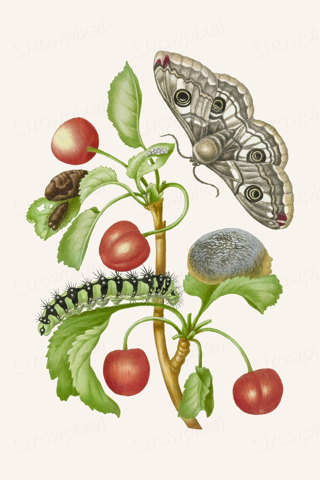 Peacock Butterfly Life Cycle Vintage Premium Vector Illustration peacock-butterfly-life-cycle-vintage-premium-vector-illustration