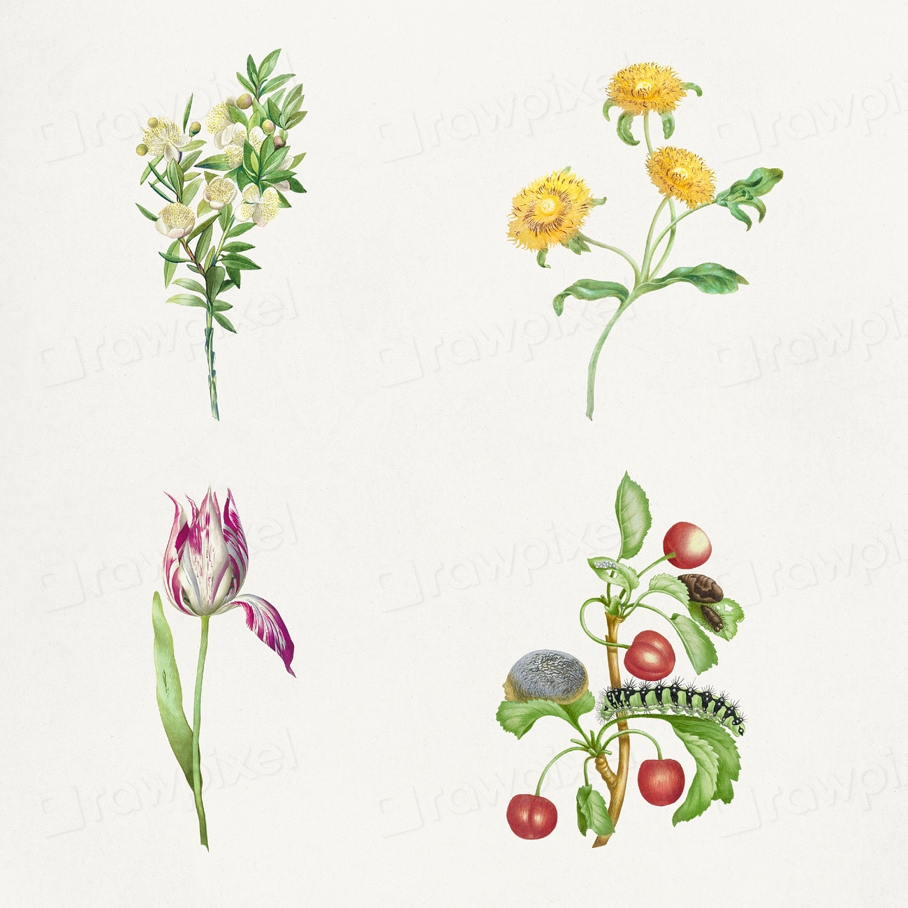 Mixed flowers vintage illustration set | Premium PSD - rawpixel