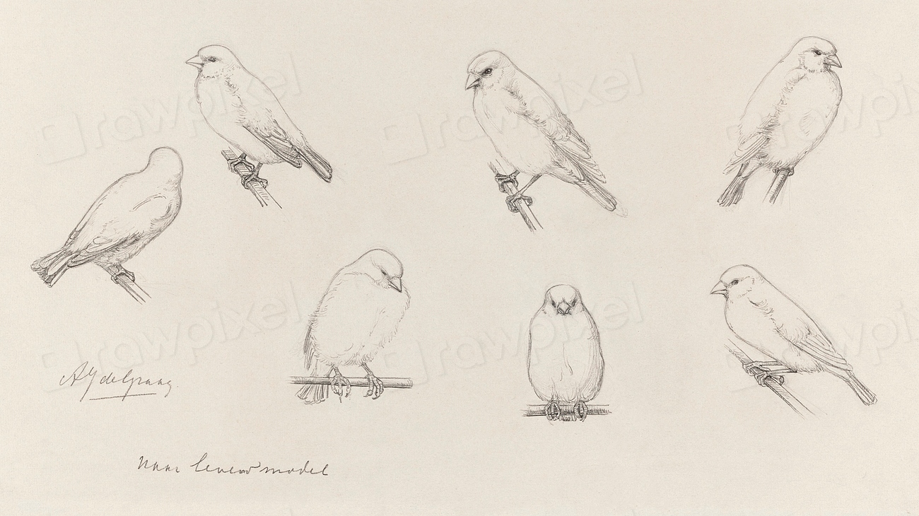 canaries sketch Julie de Graag | Free Photo Illustration - rawpixel
