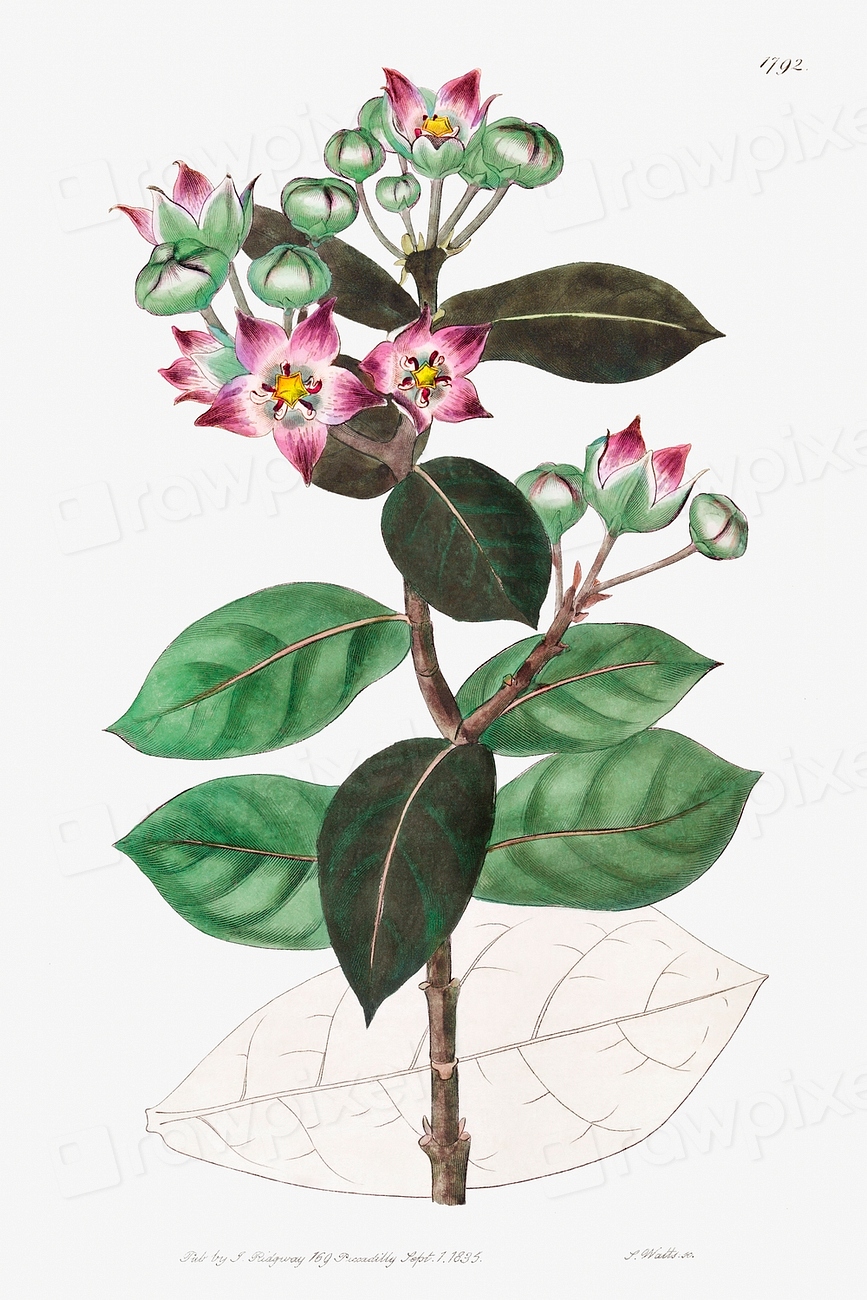 Tall calotropis Edwards’s Botanical Register | Free Photo Illustration ...