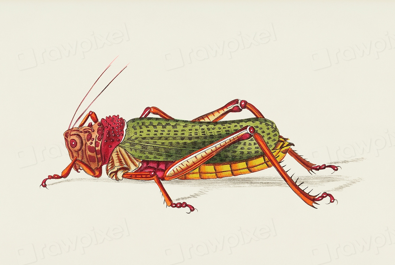 Granulated Locust illustration Naturalist's Miscellany | Premium PSD ...