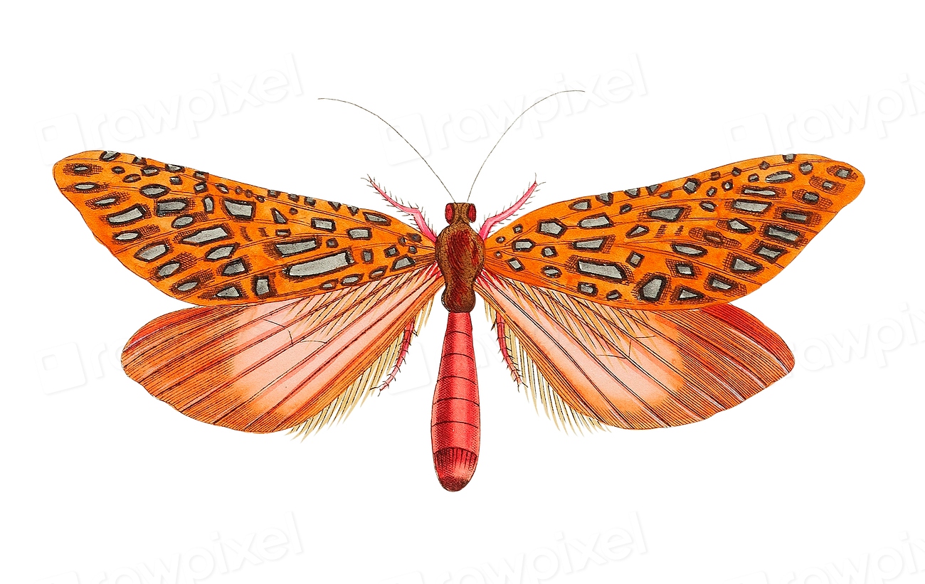 Venus Moth illustration Naturalist's Miscellany | Free Photo ...