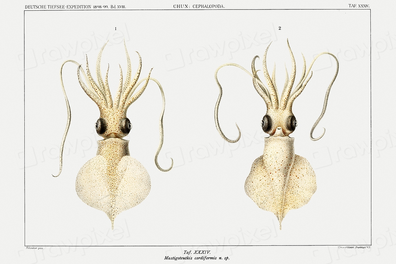 Love heart squid, whiplash squid | Free Photo Illustration - rawpixel