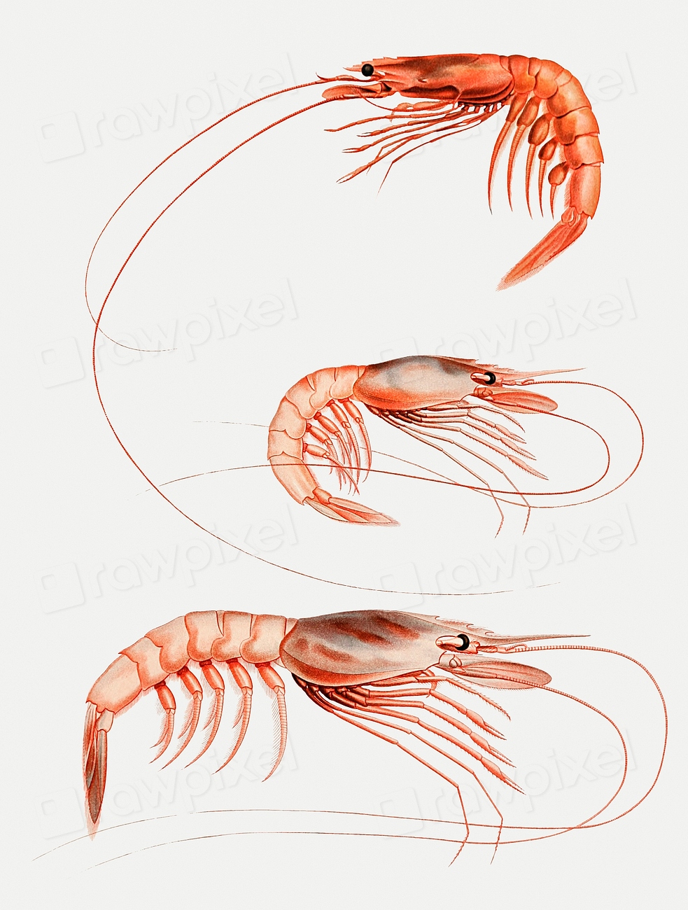 Shrimp varieties set illustration | Premium PSD - rawpixel