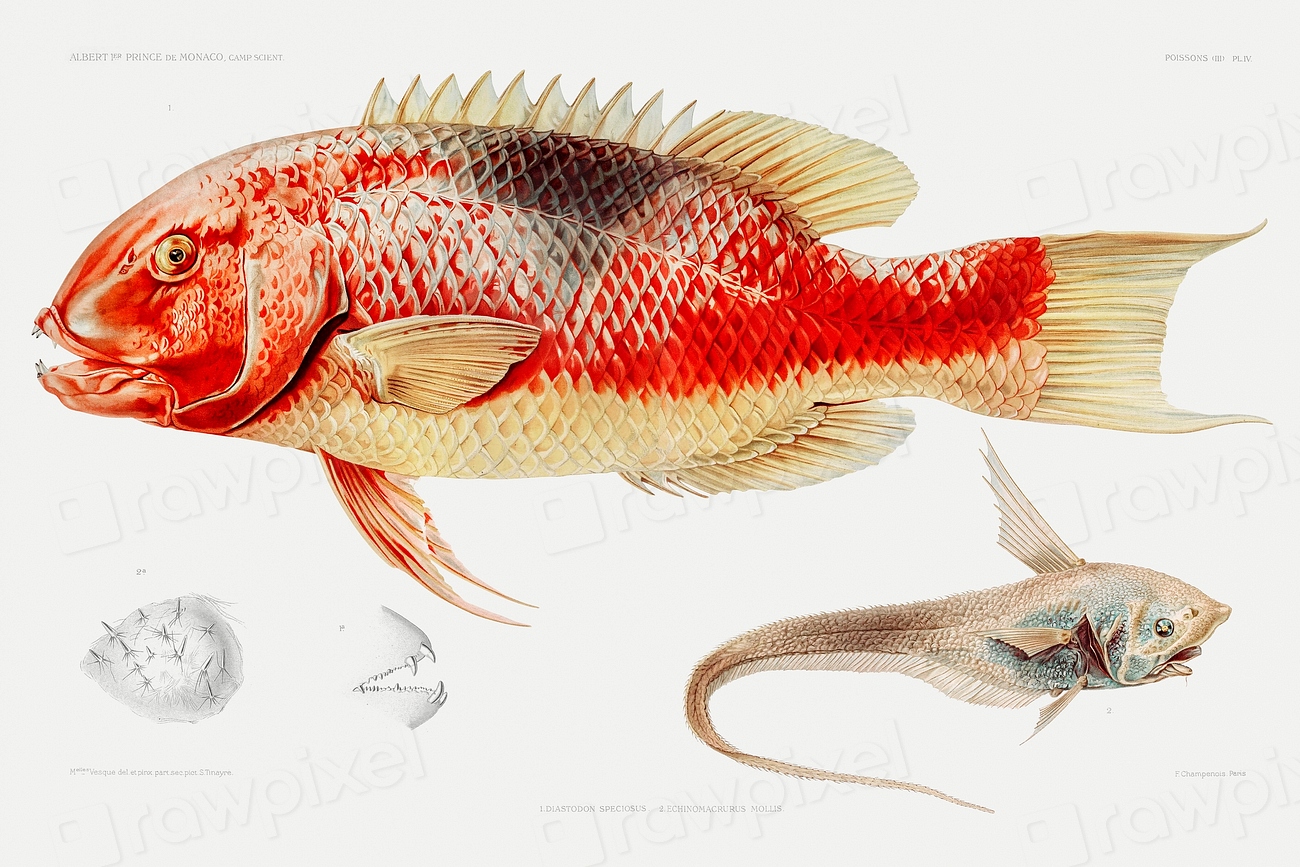 Hogfish ray finned fish illustration | Free Photo Illustration - rawpixel