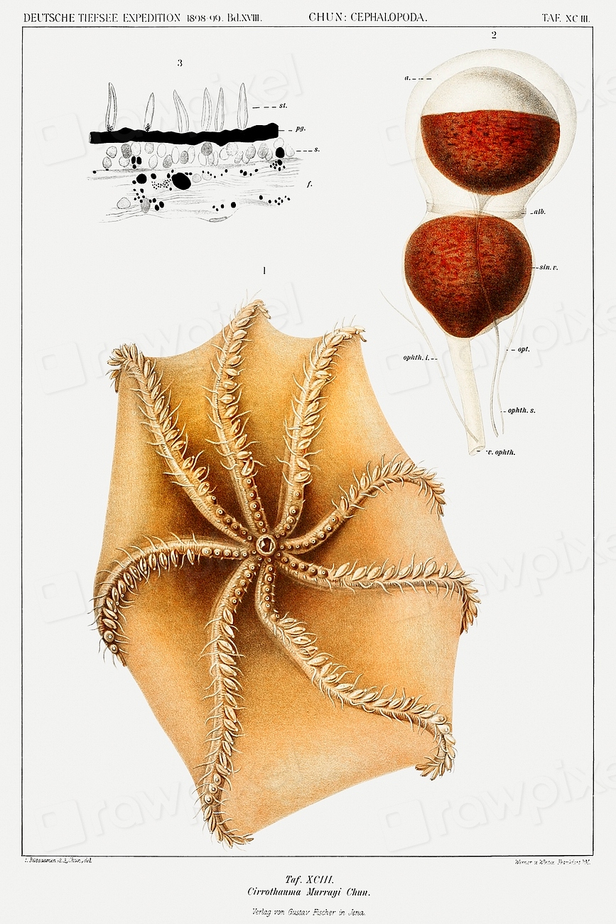 Cirrate octopus illustration Deutschen Tiefsee-Expedition, | Free Photo ...