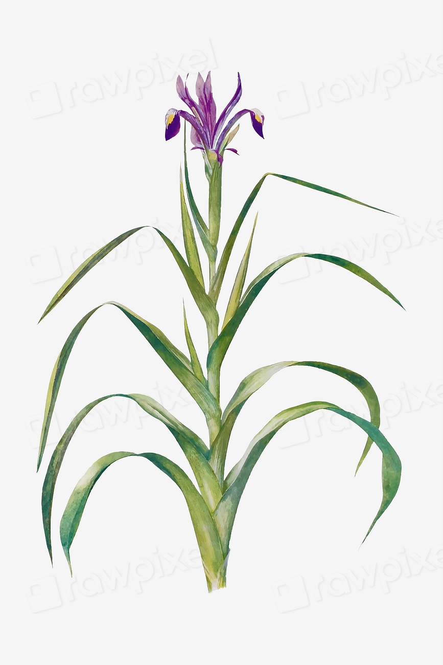 Vintage Iris flower illustration vector | Premium Vector Illustration ...