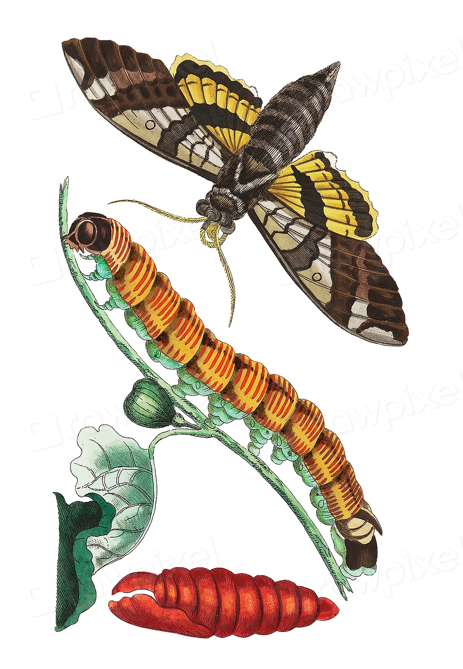 Fig Sphinx illustration Naturalist's Miscellany | Free Photo ...