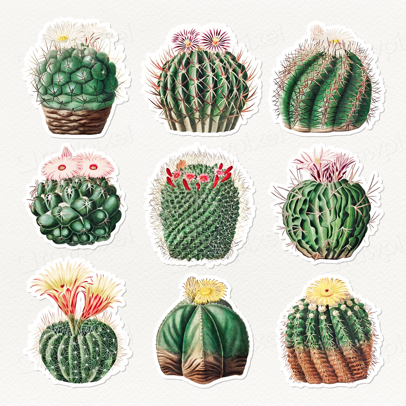 Vintage cactus sticker collection | Premium PSD - rawpixel