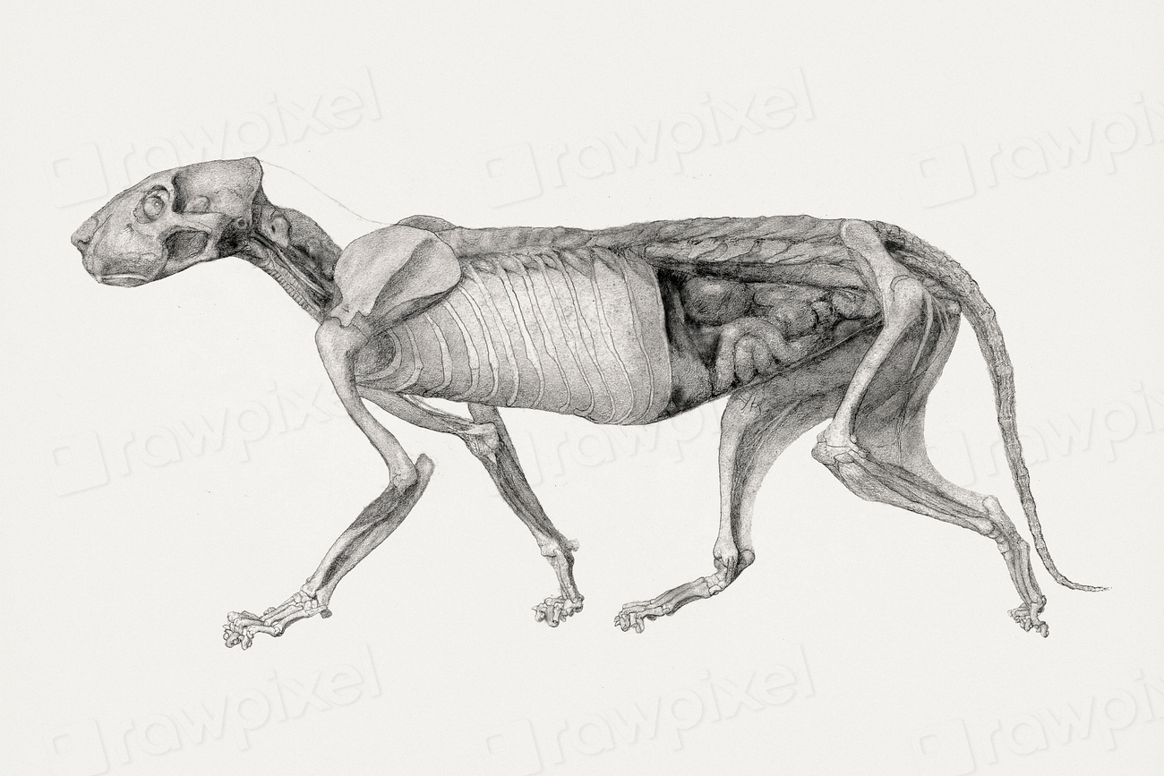 Tiger Body, Lateral View (Study | Free Photo Illustration - rawpixel