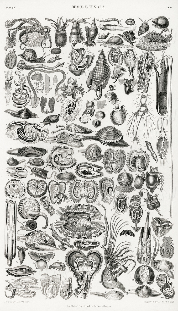 Mollusca. Digitally enhanced our own | Free Photo Illustration - rawpixel